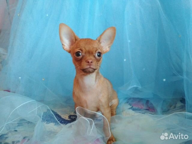 Чихуахуа, мальчик (рыжий)