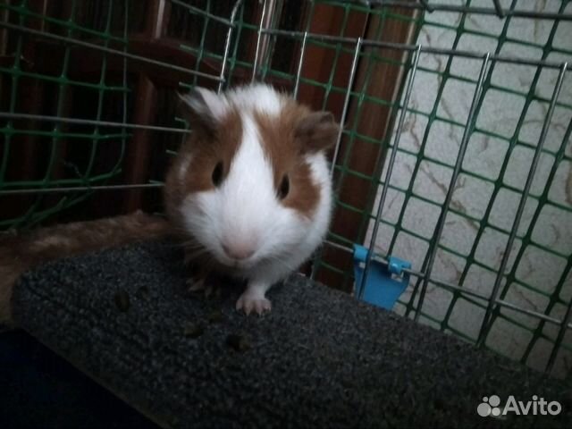 Морская свинка