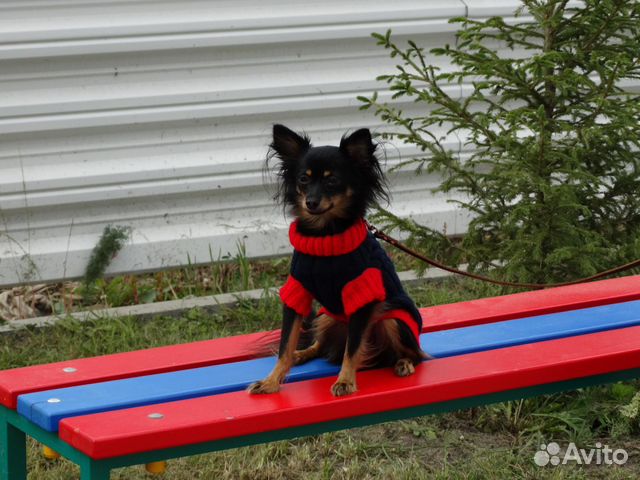 Кобель русского той-терьера ищет вязку