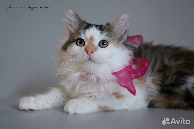 В добрые руки