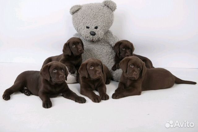 Коричневые щенки лабрадора