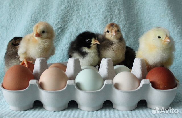 Петухи, инк.яйцо, цыплята: легбар, ливенские и т.д