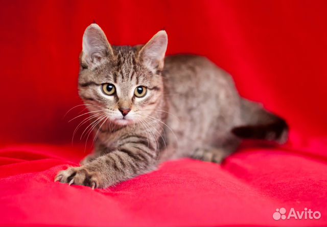 Котёнок Скутер, 3 месяца