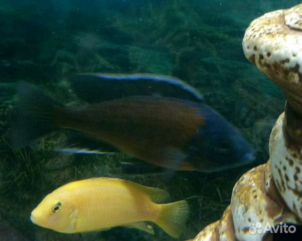 Рыба аулонокара красная