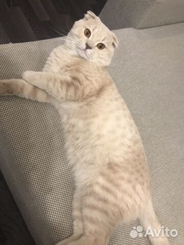 Шотландский вислоухий кот для случки