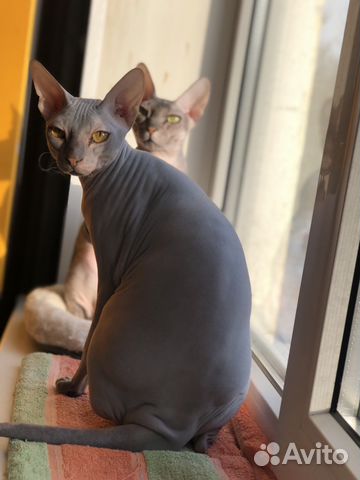 Вязка донской сфинкс