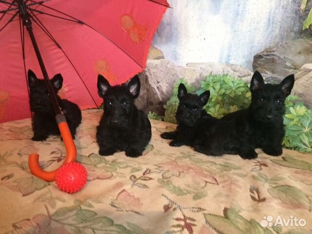 Скотч-терьер