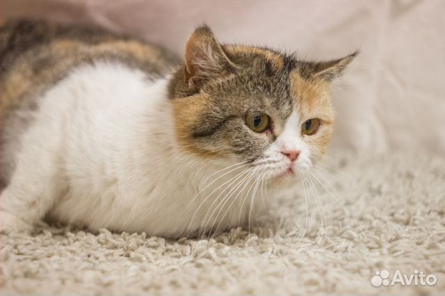 Ласковая мурлыка ищет родителей