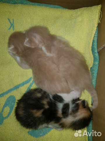 Котятки милашки