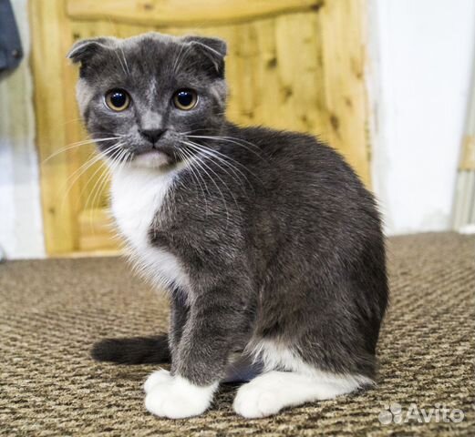 Вислоухий котенок метис