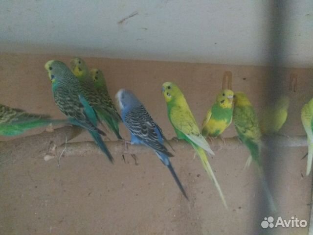 Сильные, крепкие птенцы волнистого попугая