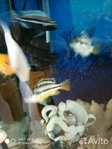 Рыбки цихлиды 3 шт