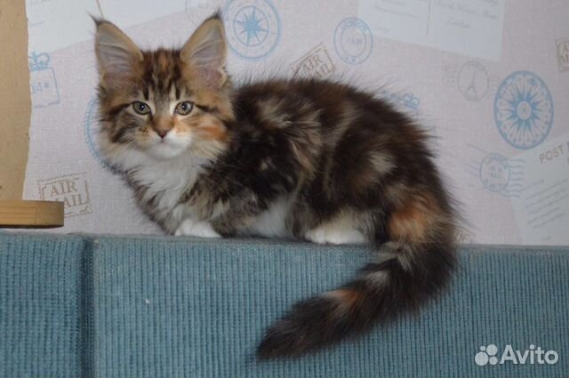 Лучший подарочек