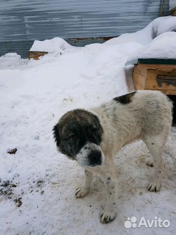 Отдам суку сао