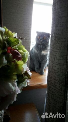 Шотландская вислоухоя кошечка