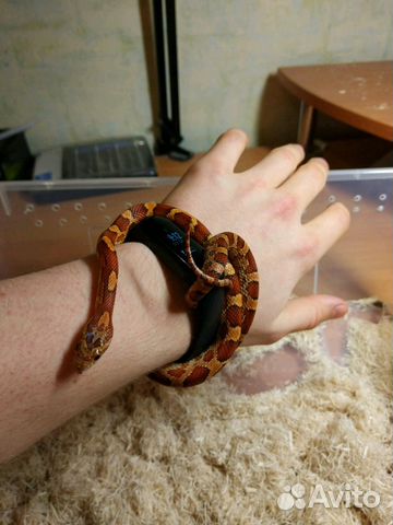 Маисовый полоз