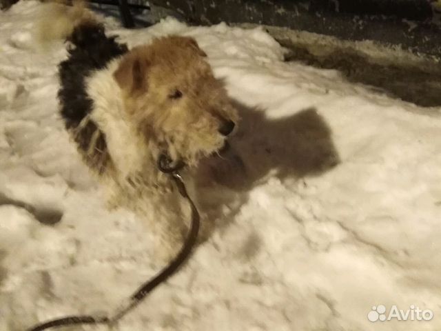 Фокс терьер вязка