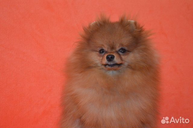 Солнечный мальчик