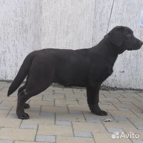 Шокодевочка