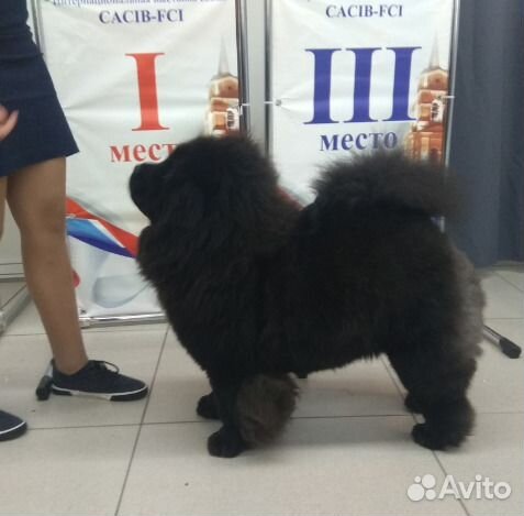 Потрясающие девчонки чау-чау