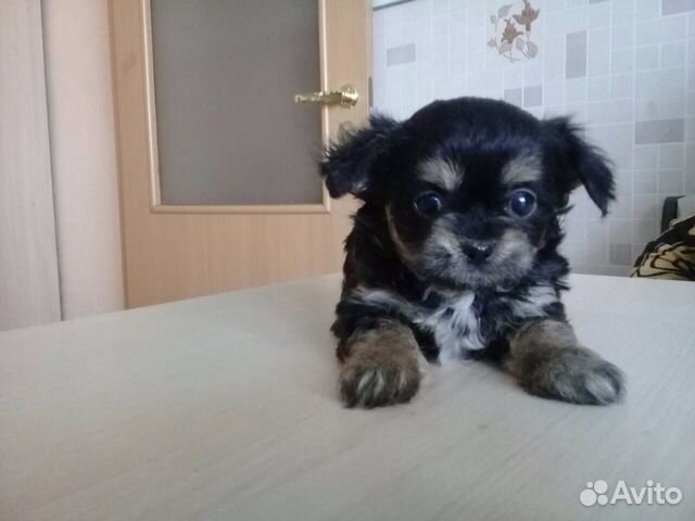 Продам щенка чихуа йорик