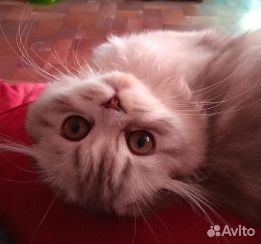 Шотландская