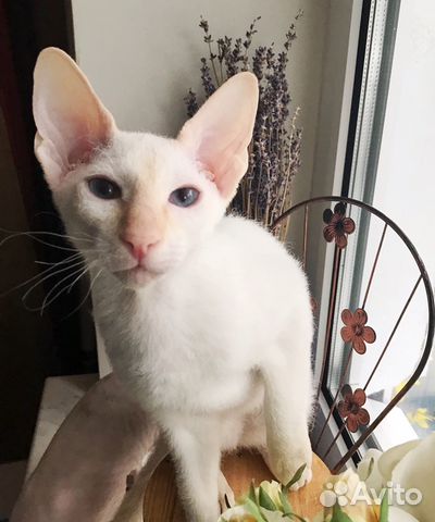 Котята петербургского сфинкса