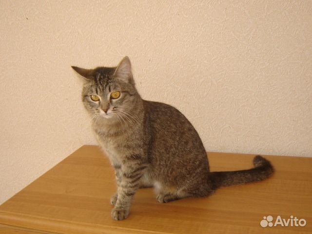 Милая Кнопка в добрые руки