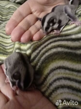 Мальчик и девочка сахарного поссума в разные руки