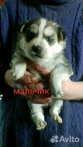 Лапочки щеночки