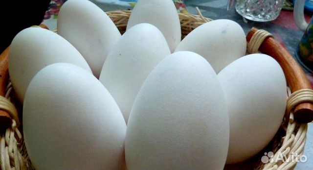 Продам яйца на инкубацию серого тамбовского гуся