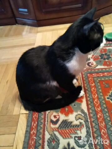 Кот "Гаррик" чистый ухоженный