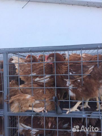 Куры несушки, молодки