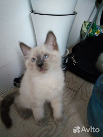 Невские маскарадные, котики, 2 мес