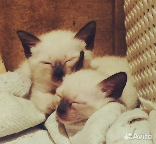 Породистые тайские котята из заботливых рук