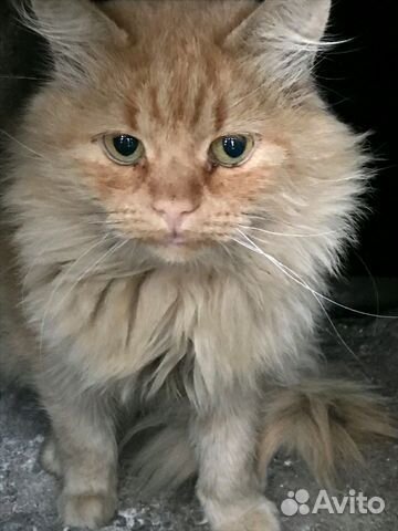 Рыжик -милейший котик, примерно 2 года