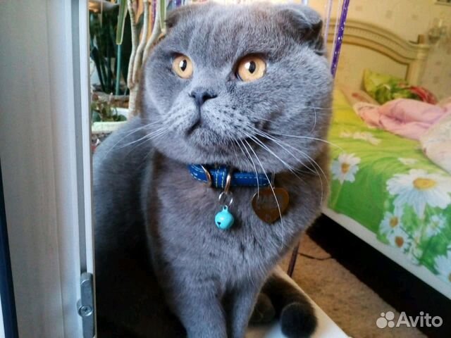 Добрый шотландский котик ждёт в гости невесту