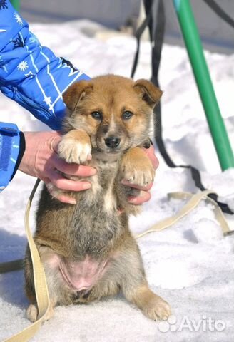 Щенуля ищет семью