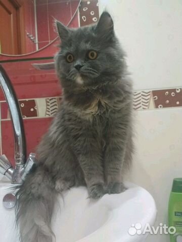 Персидская кошечка