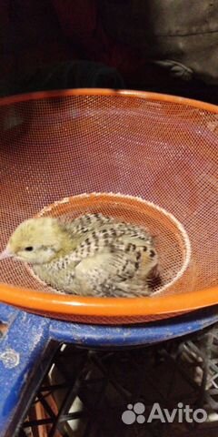 Продам перепелок