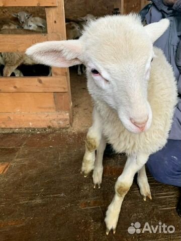 Барашки Катумские