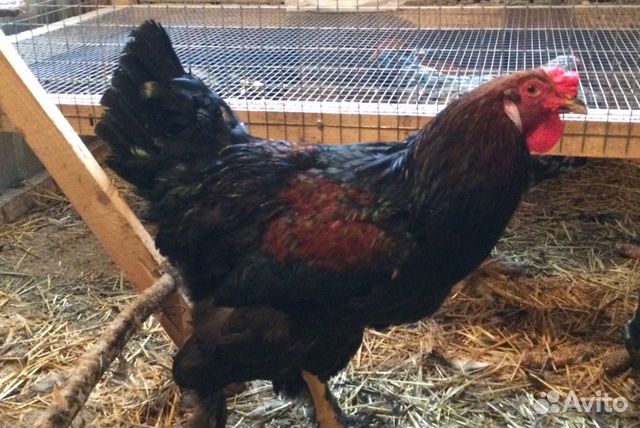 Петухи молодняк