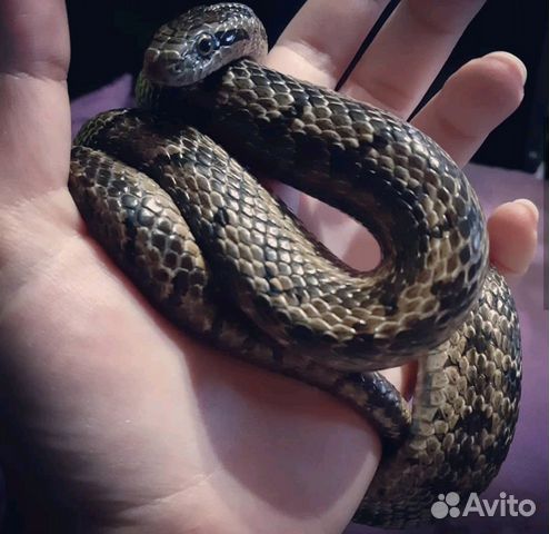 Узорчатый полоз