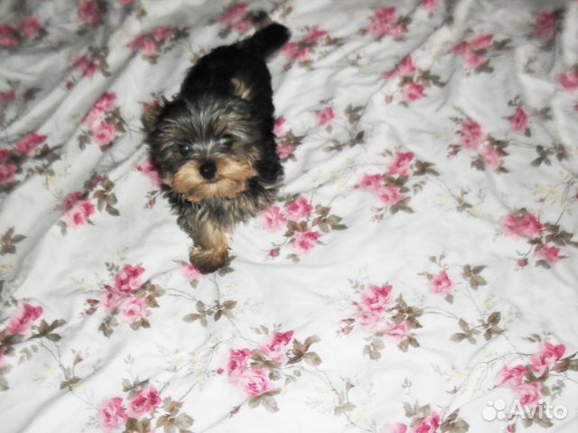 Продается щенок 3,5 месяца