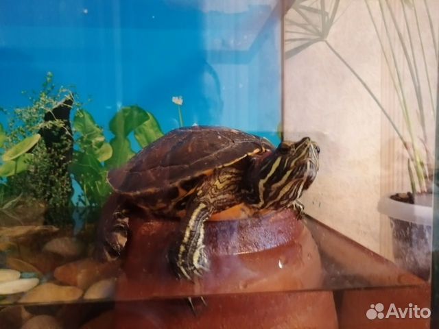 Отдам добрые руки