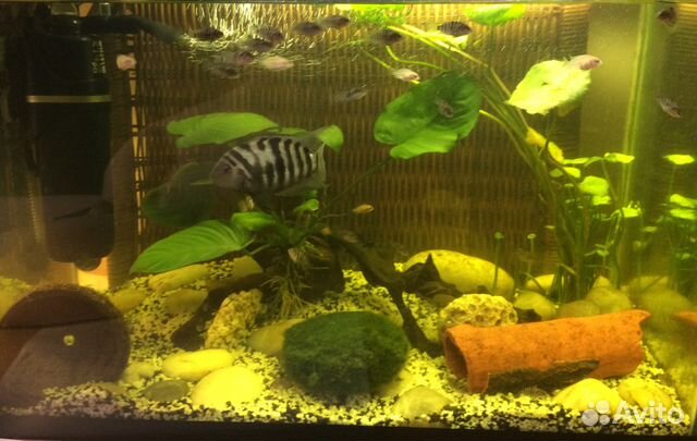 Мальки Цихлазомы чернополосой