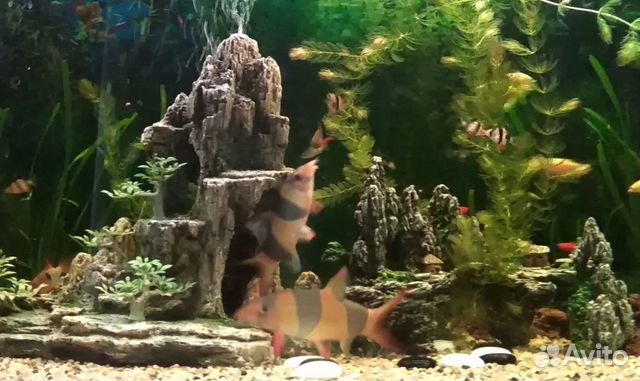 Боция-клоун взрослые 2шт