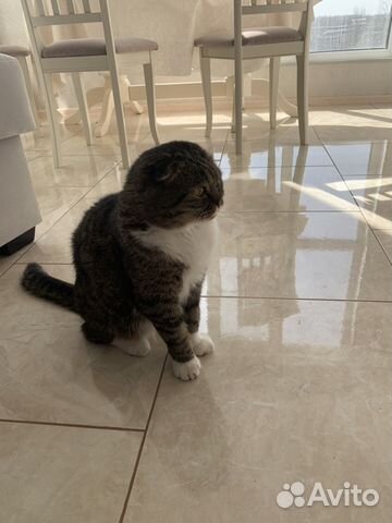 Кот шотландец вислоухий Твикс