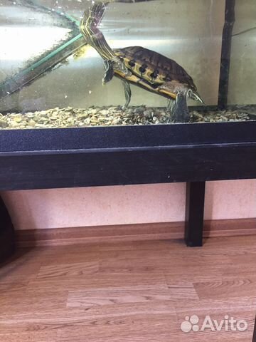 Красноухие черепахи в дар