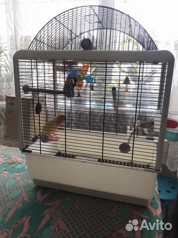 Клетка с попугаем- Кира